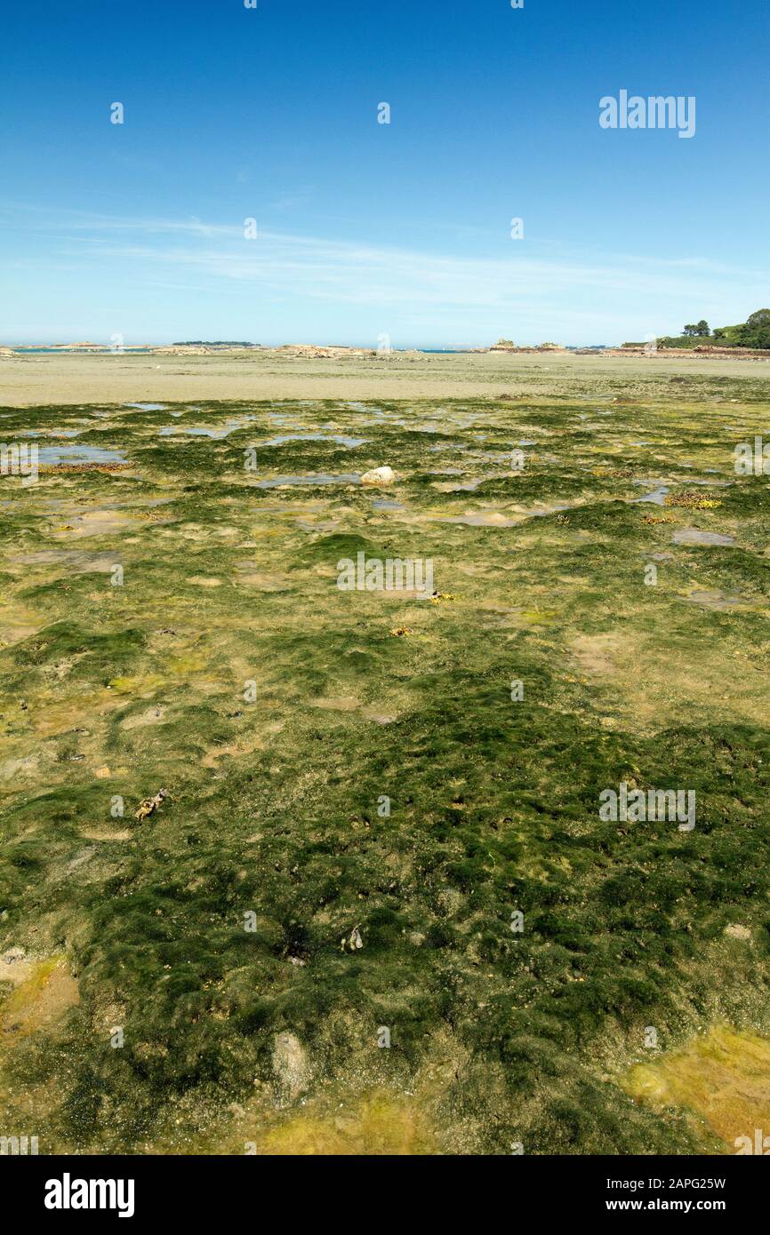 Filamentous algae of the genus Vaucheria, île à bois, Lezardrieux ...