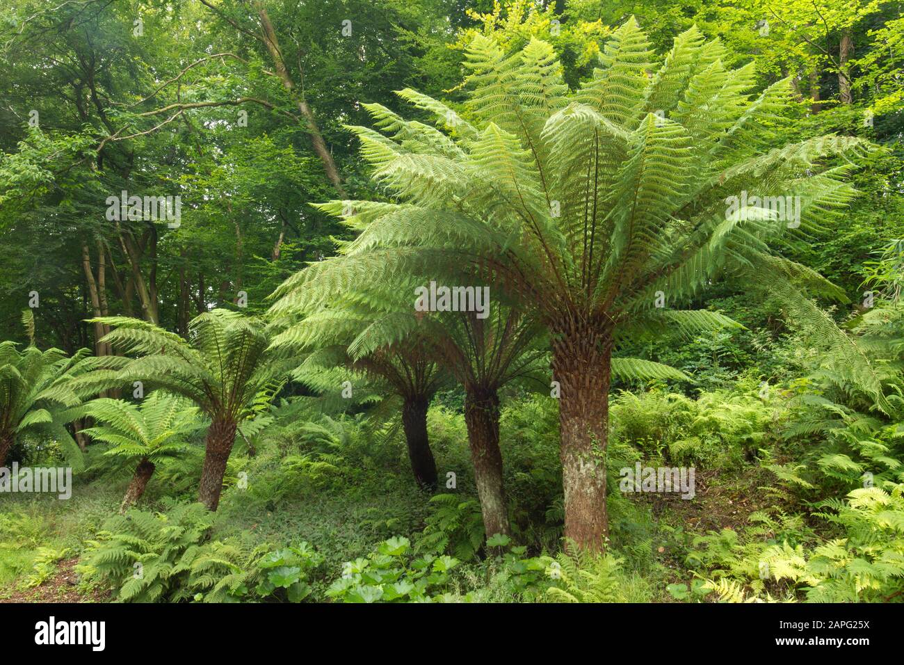 Dicksoniaceae hi-res stock photography and images - Alamy