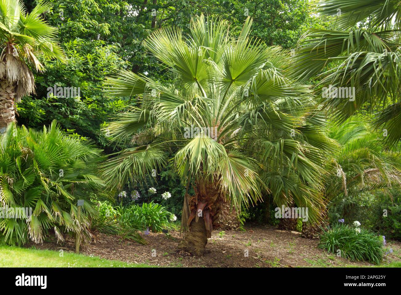 Guadalupe palm brahea edulis hi-res stock photography and images - Alamy