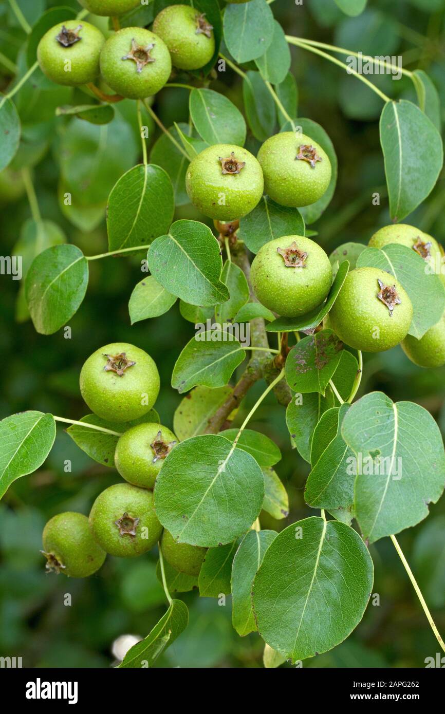 Pyrus piraster hi-res stock photography and images - Alamy