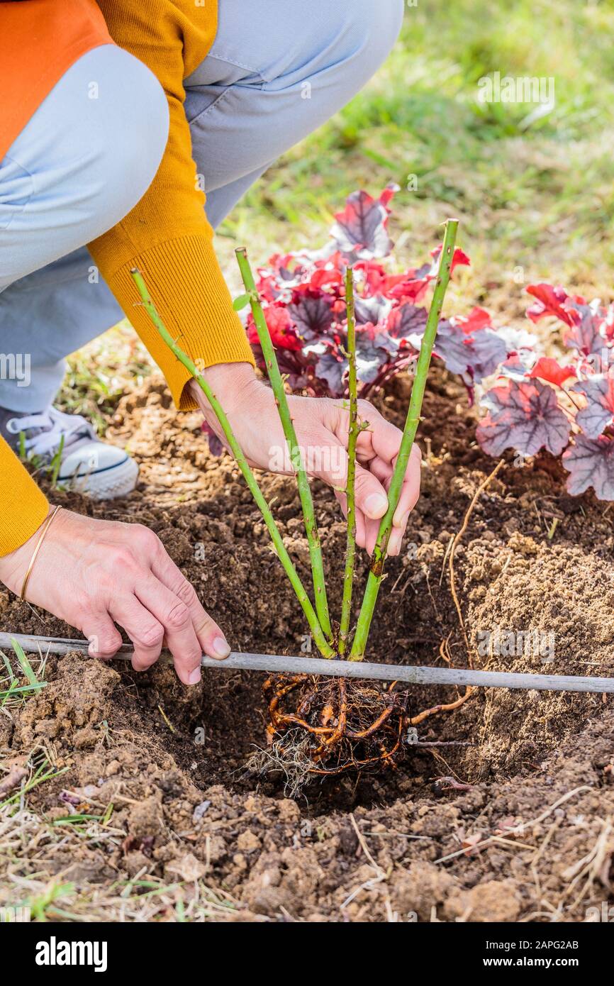 Planting a bare root rose: check the correct level of the neck and the ...
