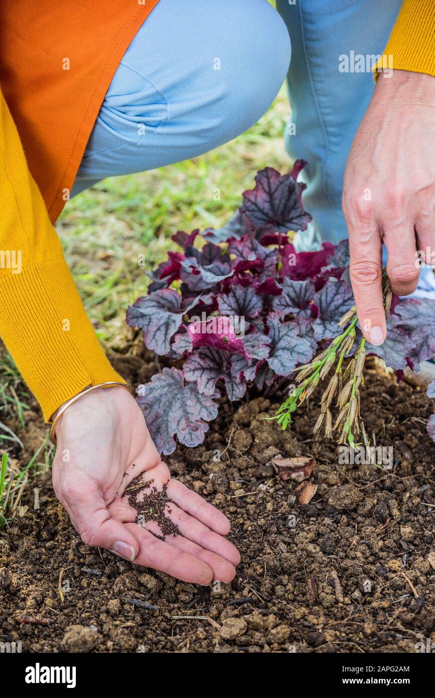 Sowing evening primrose (Oenothera biennis) in autumn Stock Photo - Alamy