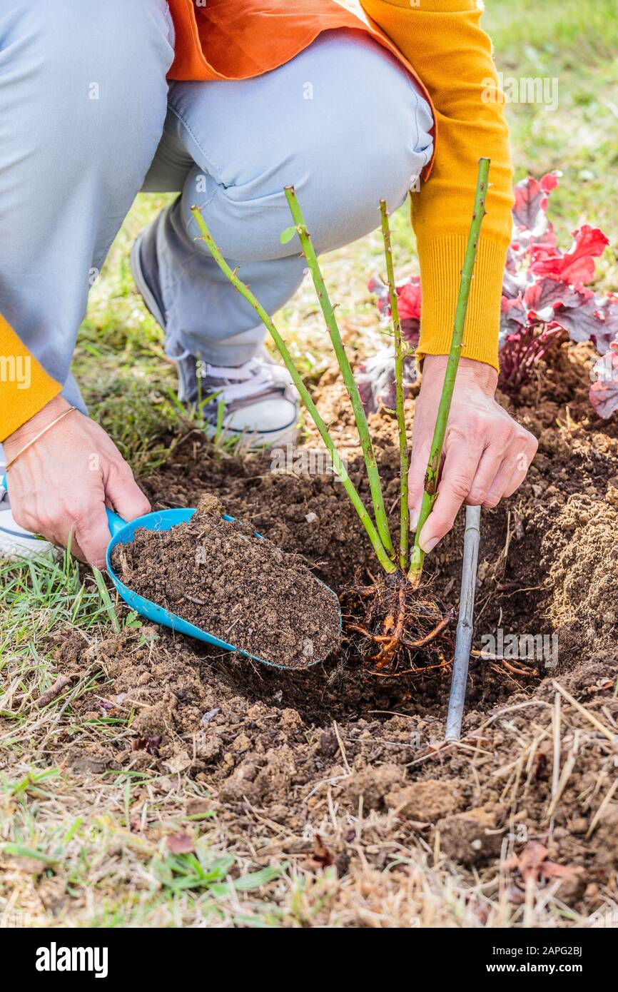 Planting a bare root rose: check the correct level of the neck and the ...