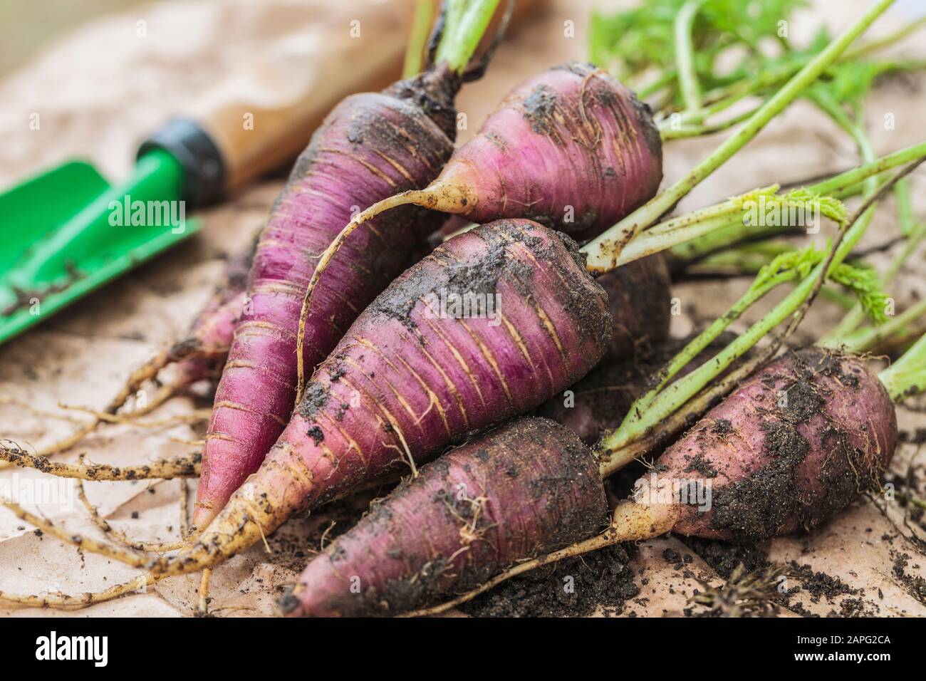 Carrot with red skin and orange flesh 'Purple Haze', short and pointed ...