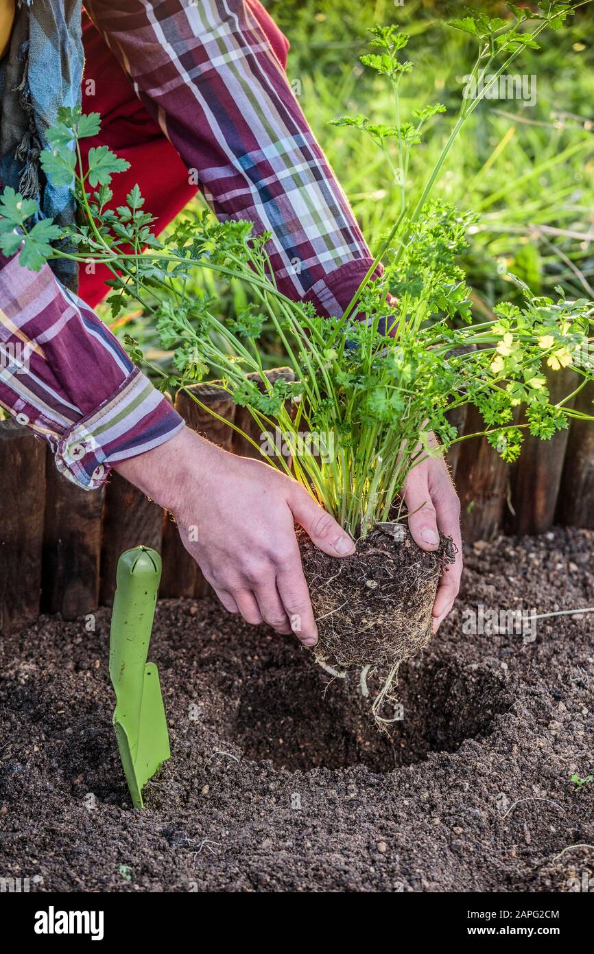 Parsley plantation in open ground Stock Photo - Alamy