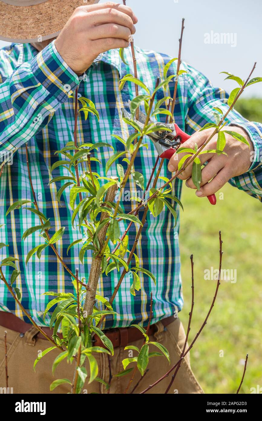 Prunus nectarina tree hi-res stock photography and images - Alamy