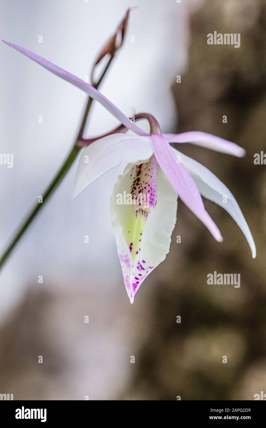 Spectabilis hi-res stock photography and images - Alamy