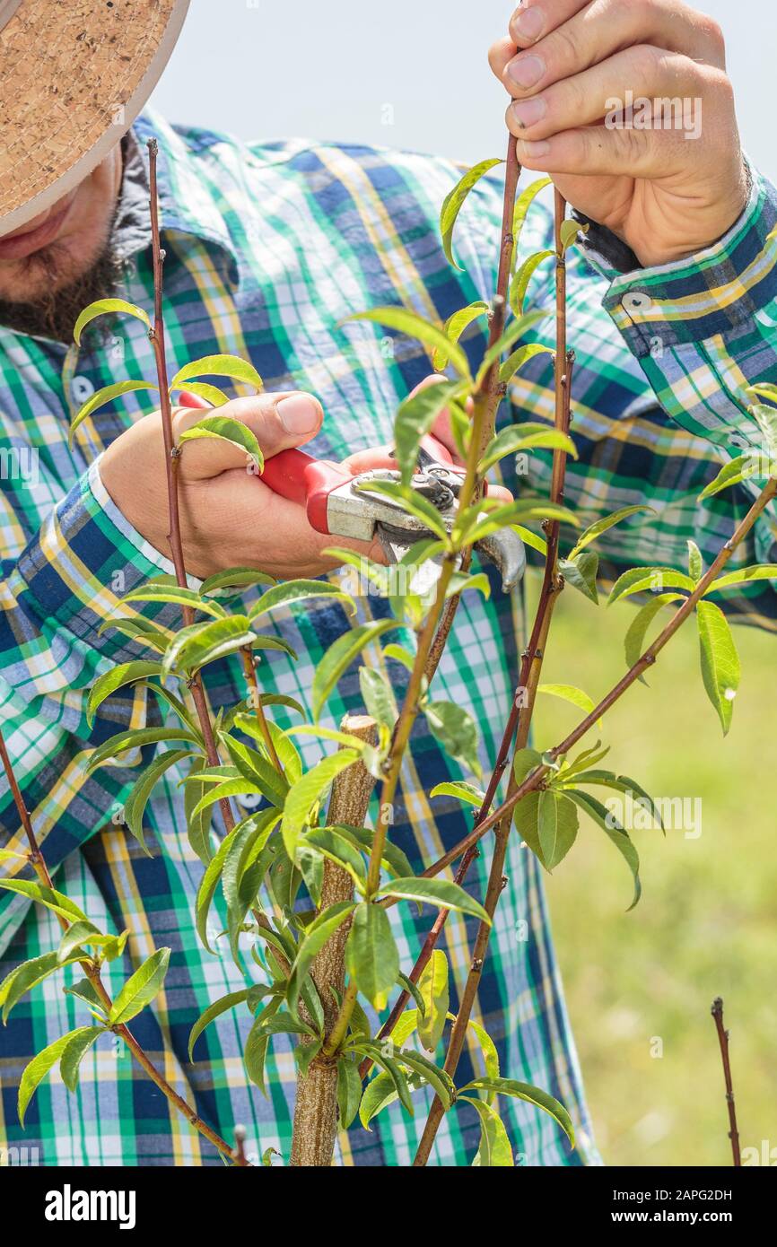 Nectarine peach tree (Prunus persica nectarina) energizing pruning: man ...