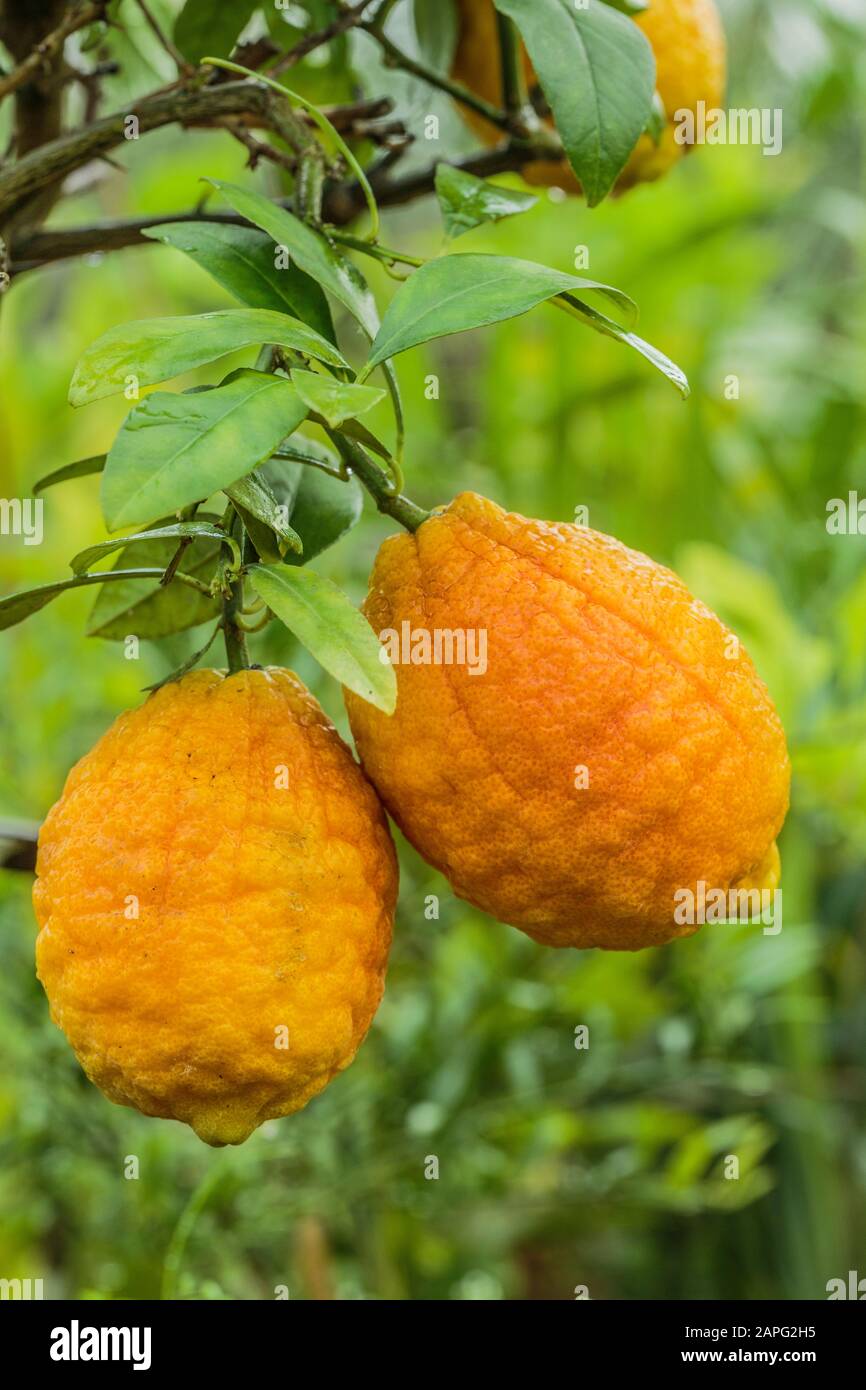 Lemon fruit 'Rosso', a large hybrid lemon with lemon and citron ...