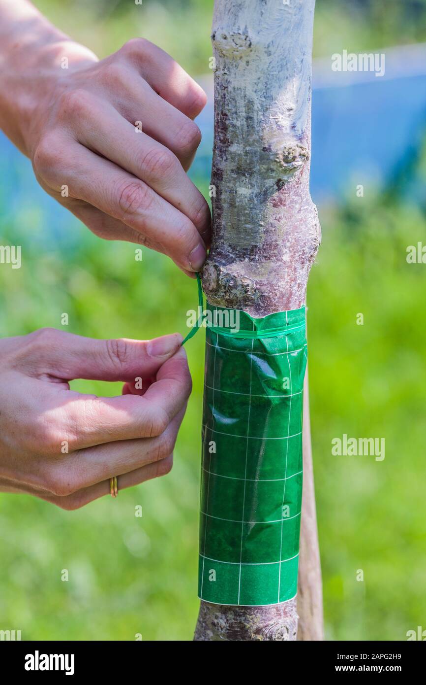 Laying a sticky band on a trunk: ants raising aphids in the branches ...