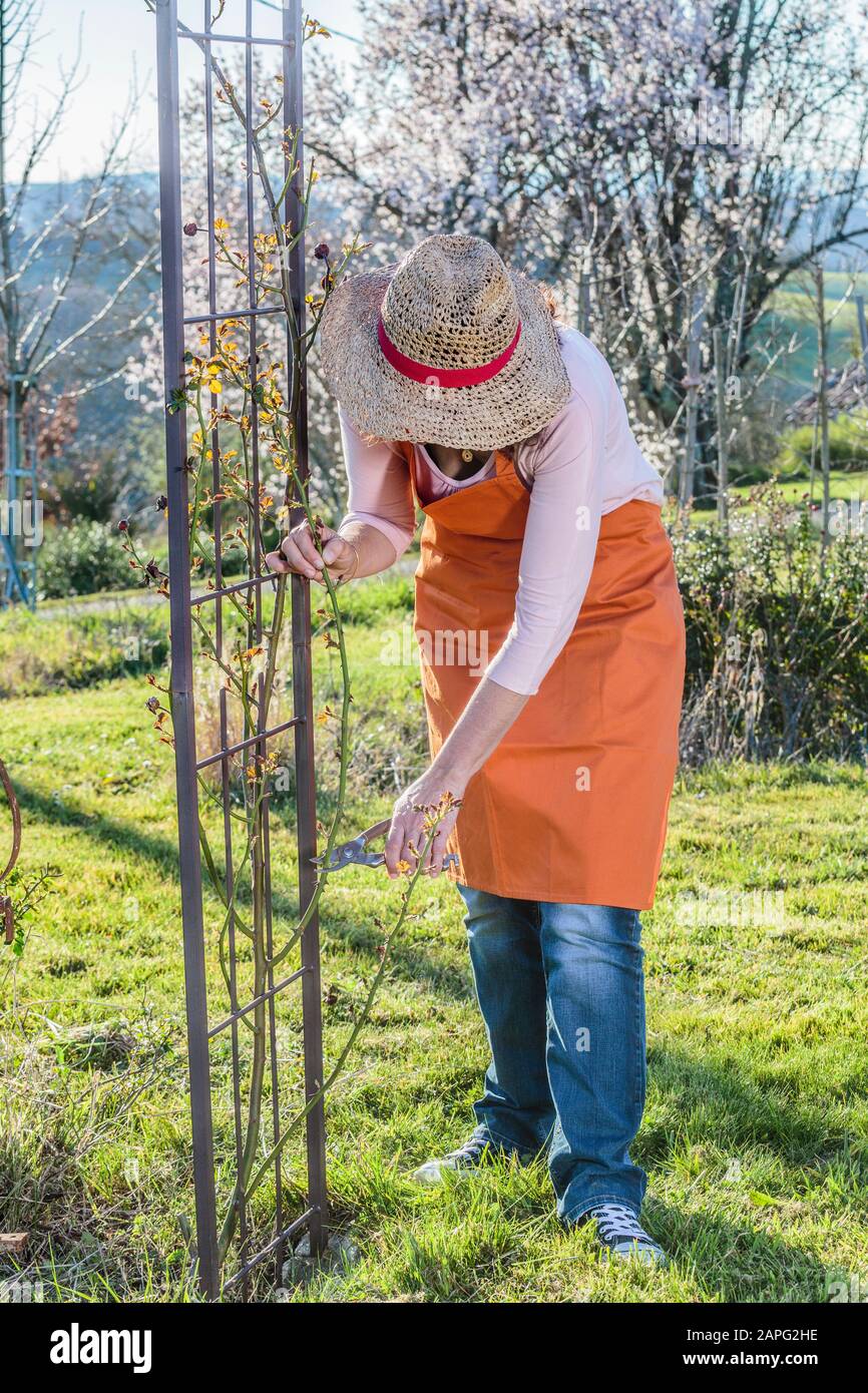Woman pruning a climbing rose in late winter Stock Photo - Alamy