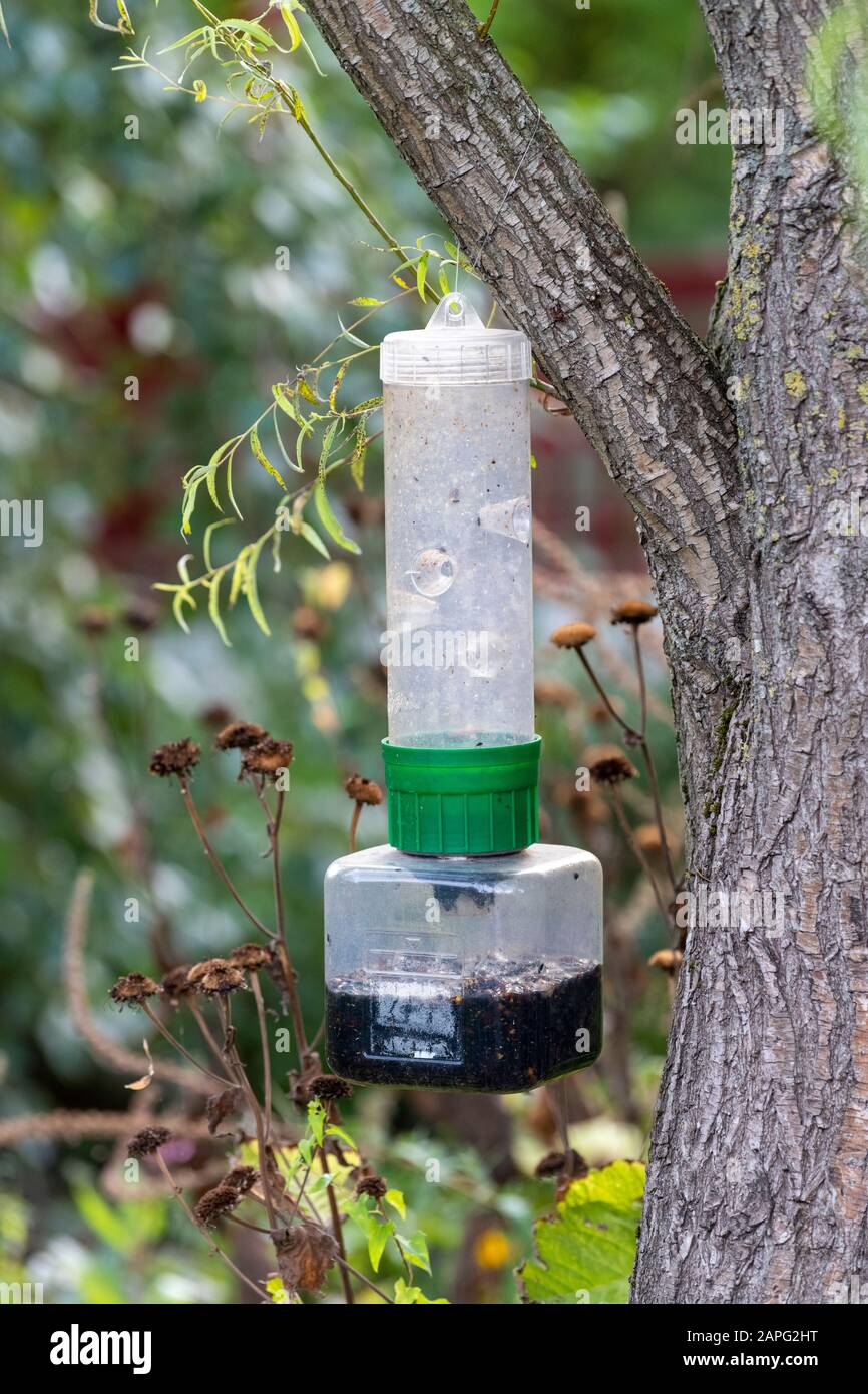 Wasp trap hi-res stock photography and images - Alamy