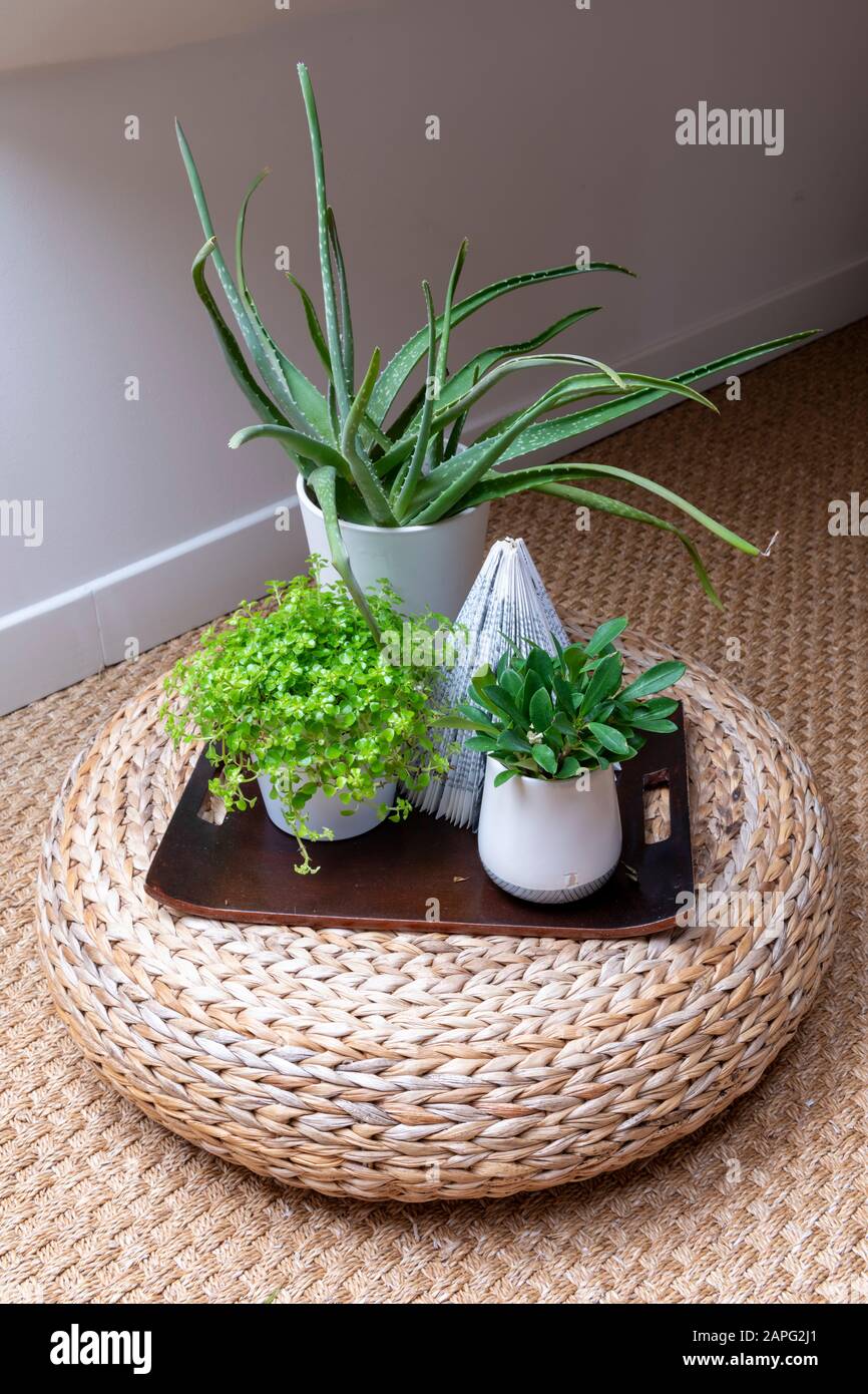 Composition of indoor plants Stock Photo - Alamy