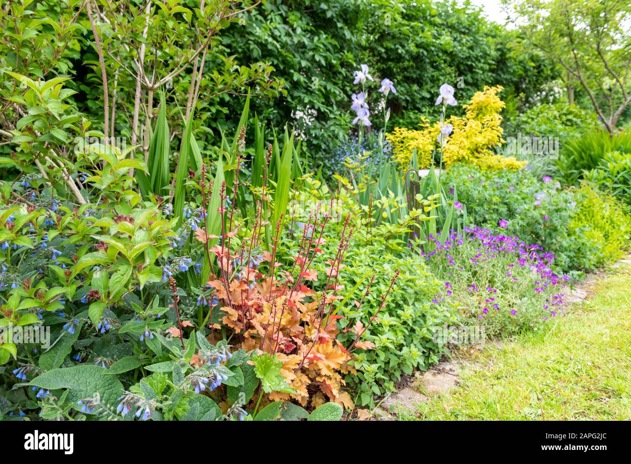 Mixed flower border in a garden in spring, Pas de Calais, France Stock ...