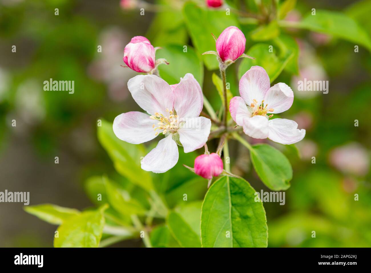 Flowers of common apple tree (Malus domestica) in a garden in spring ...