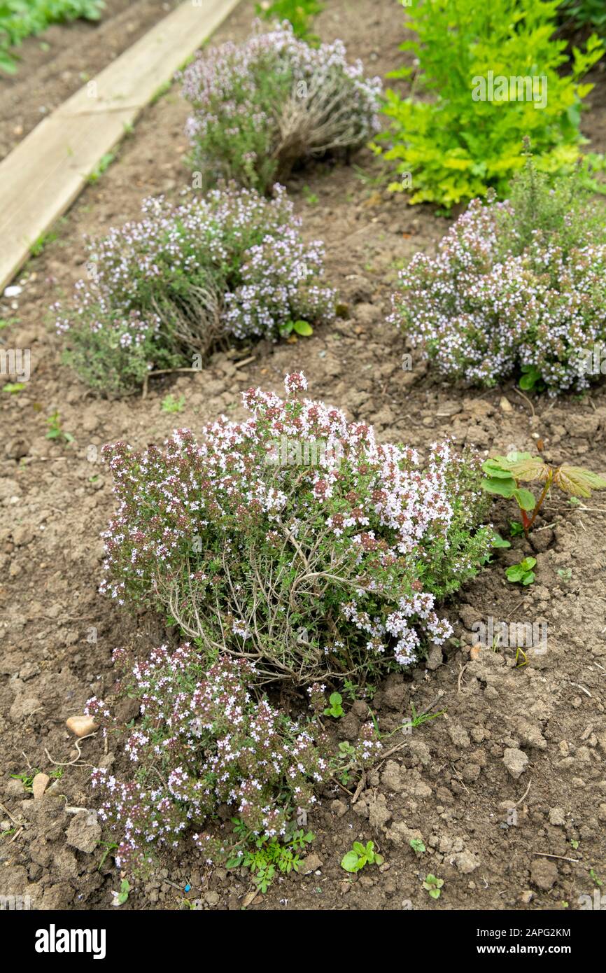 Thyme (Thymus vulgaris) in bloom in a garden in spring, Pas de Calais ...