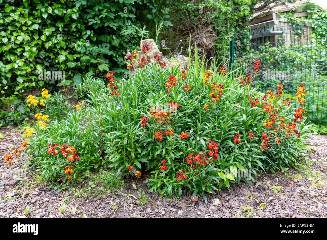 Erysim hi-res stock photography and images - Alamy