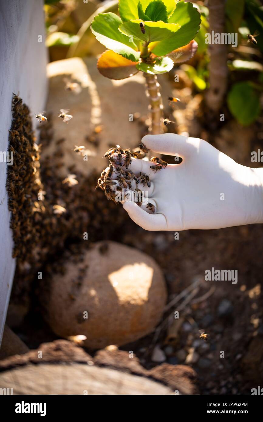 Bees on beekeeper's hand Stock Photo - Alamy