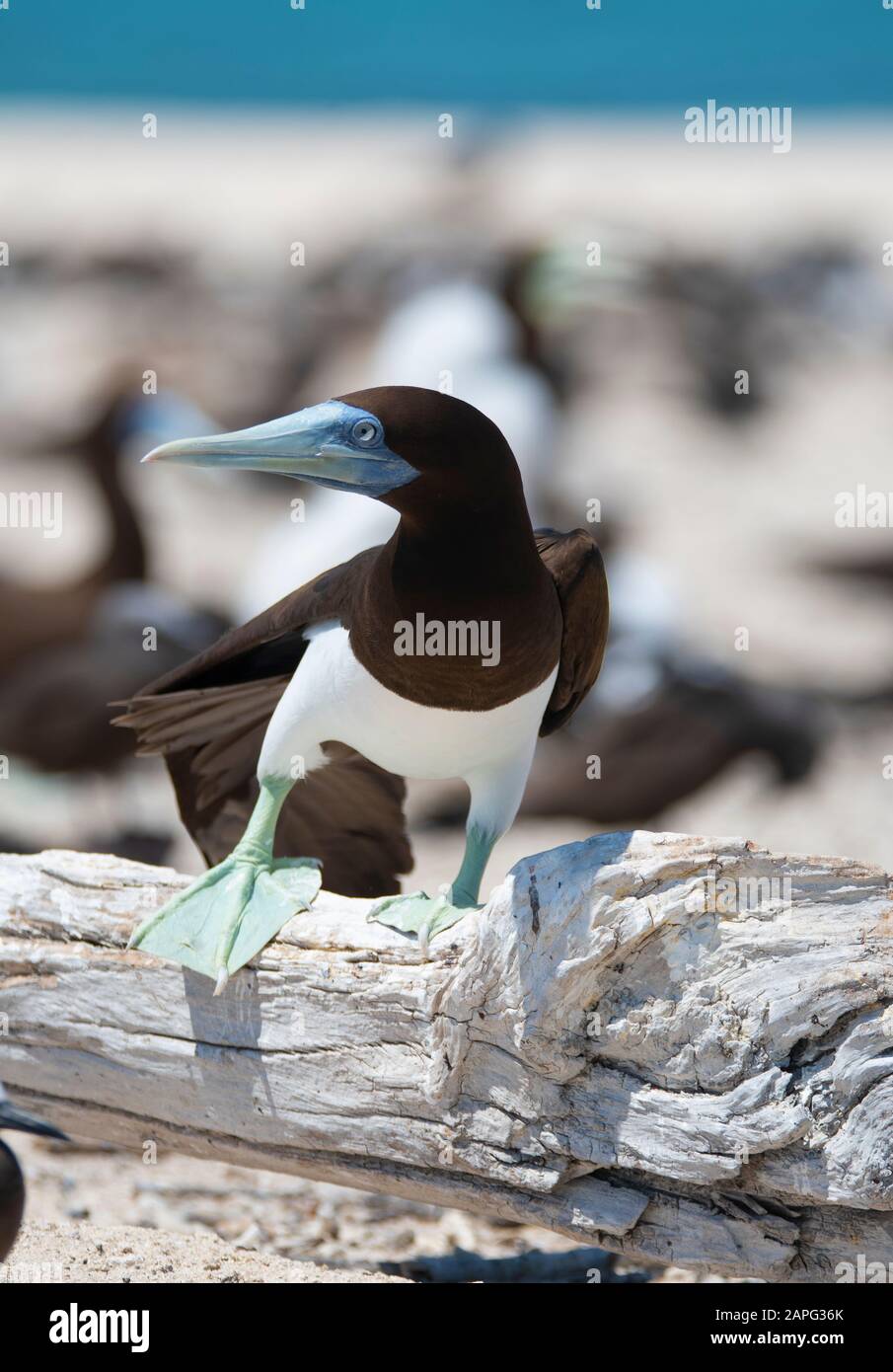 Birds of far north queensland hi-res stock photography and images - Alamy