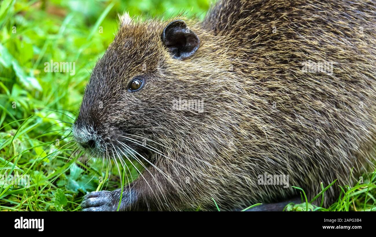 Portrait of Nutria in urban park Stock Photo - Alamy
