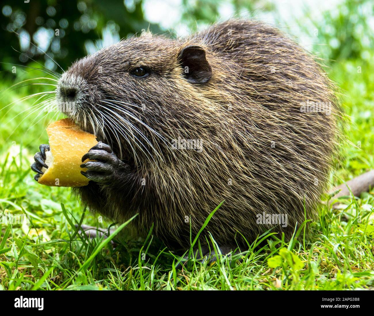 Portrait of Nutria in urban park Stock Photo - Alamy