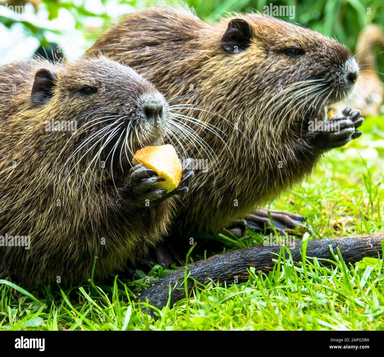 Nutria incisors hi-res stock photography and images - Alamy