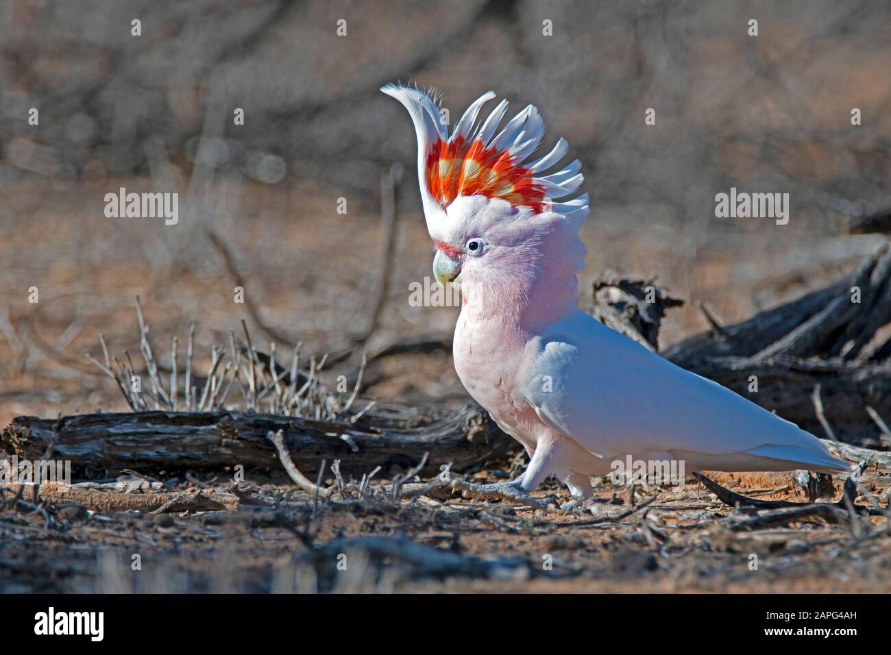 Pink cockatoo major mitchells hi-res stock photography and images - Alamy