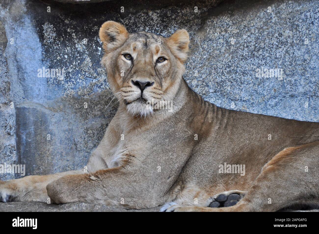 An asiatic lioness [Panthera leo persica] laying on the ground in a Zoo ...