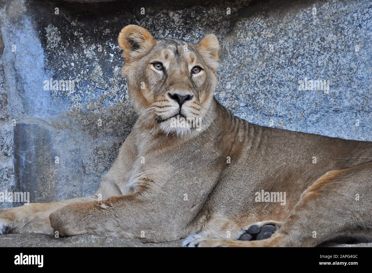 An asiatic lioness [Panthera leo persica] laying on the ground in a Zoo ...