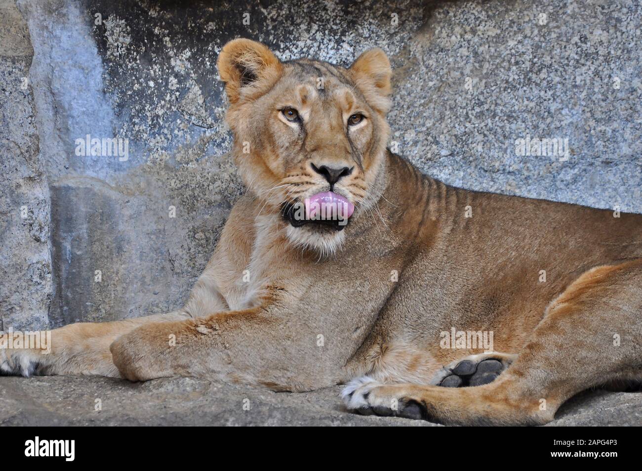 An asiatic lioness [Panthera leo persica] laying on the ground in a Zoo ...