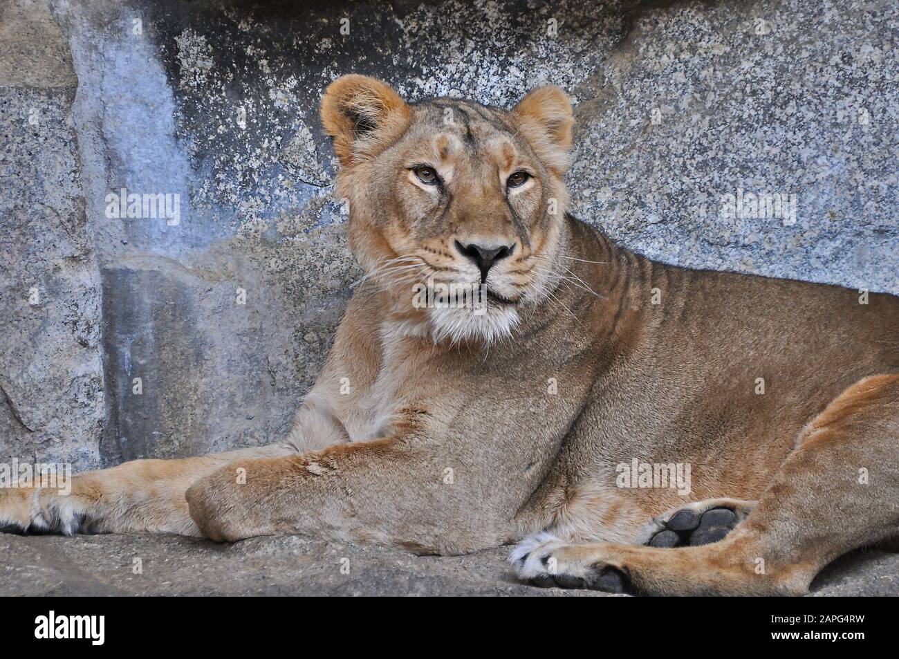 An asiatic lioness [Panthera leo persica] laying on the ground in a Zoo ...