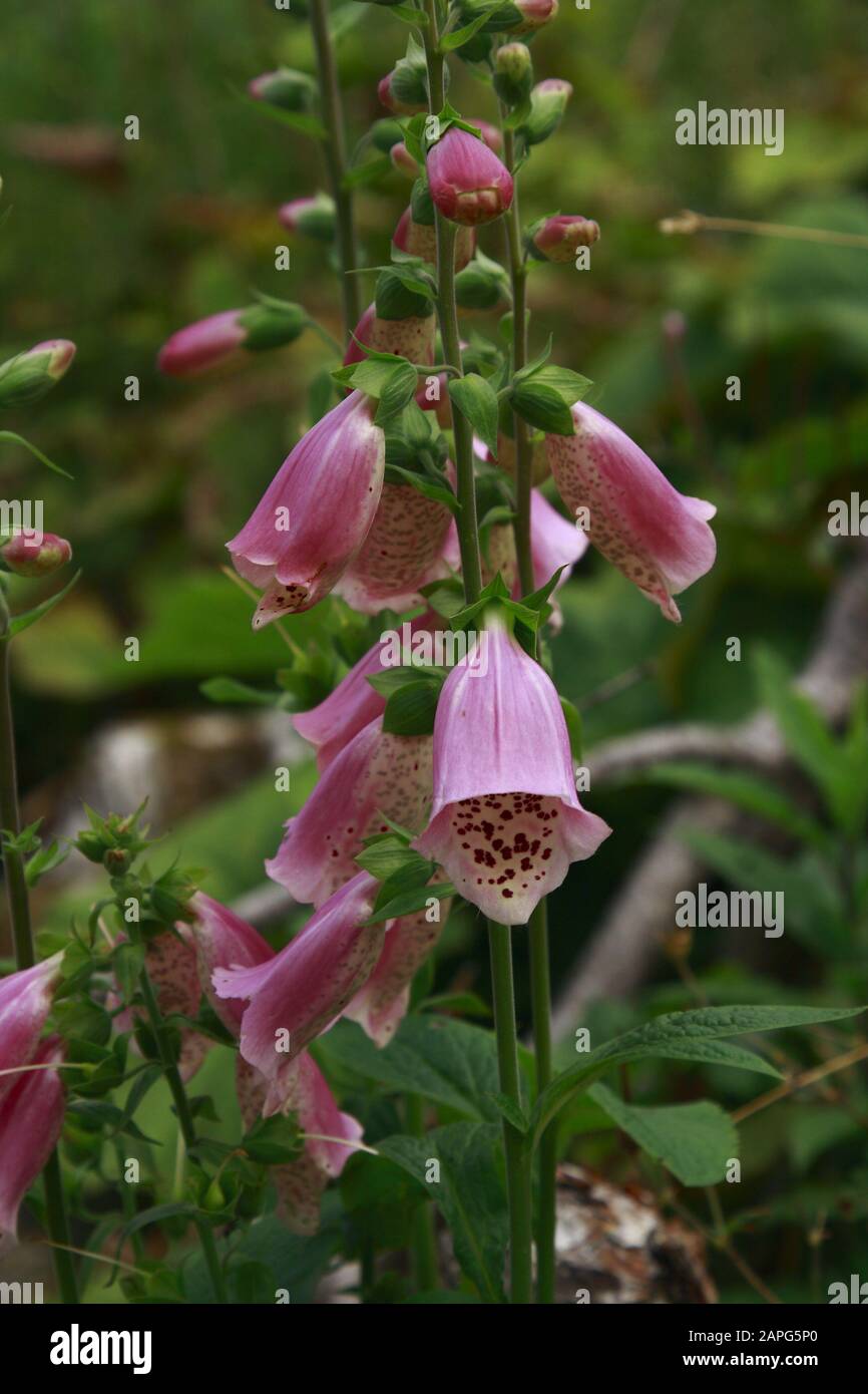 Fingerhut hi-res stock photography and images - Alamy