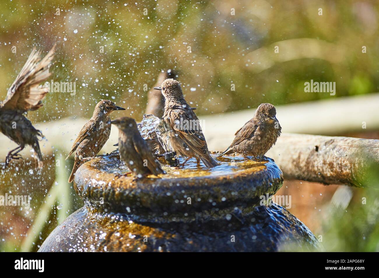 Baby common Starlings in water fountain Stock Photo - Alamy