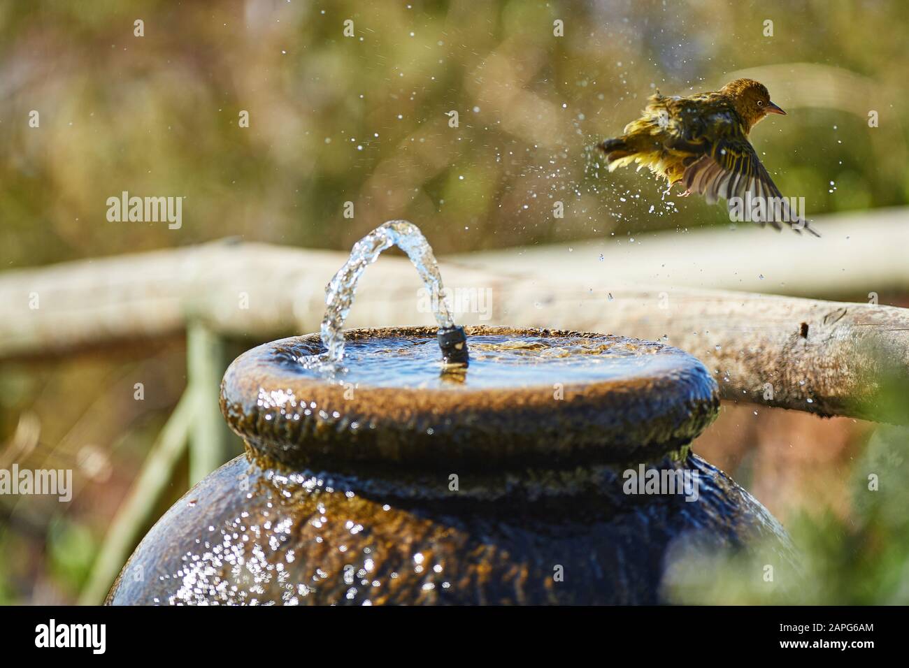 Cape Weaver Bird bathing in Water fountain Stock Photo - Alamy
