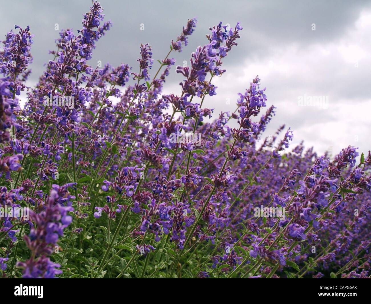 Nepeta Faassenii "Catnip", otherwise known as Faassens Catnip, catswort ...