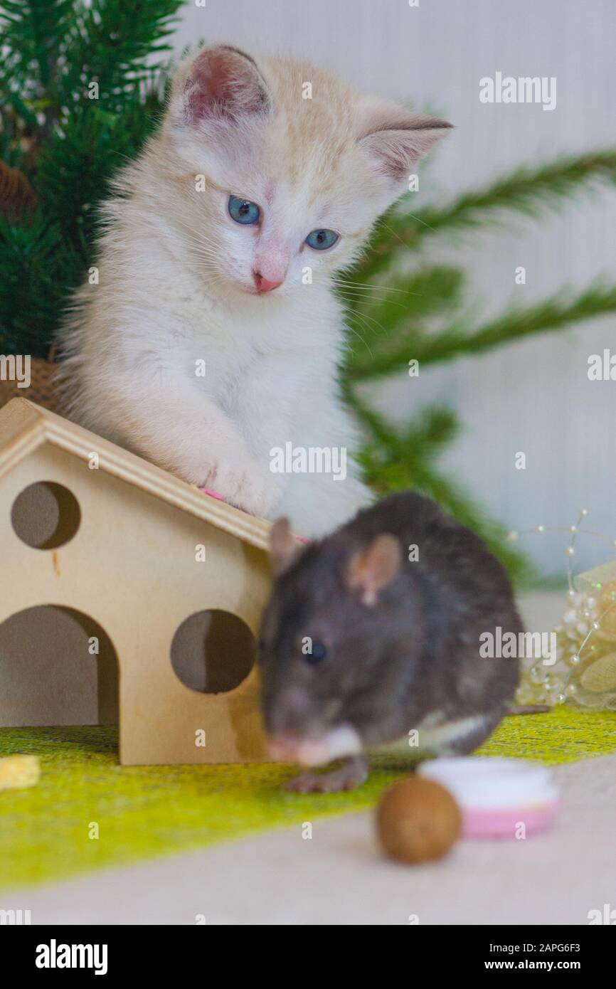The mouse is gray and the cat is white. The rat is eating tasty cookies ...