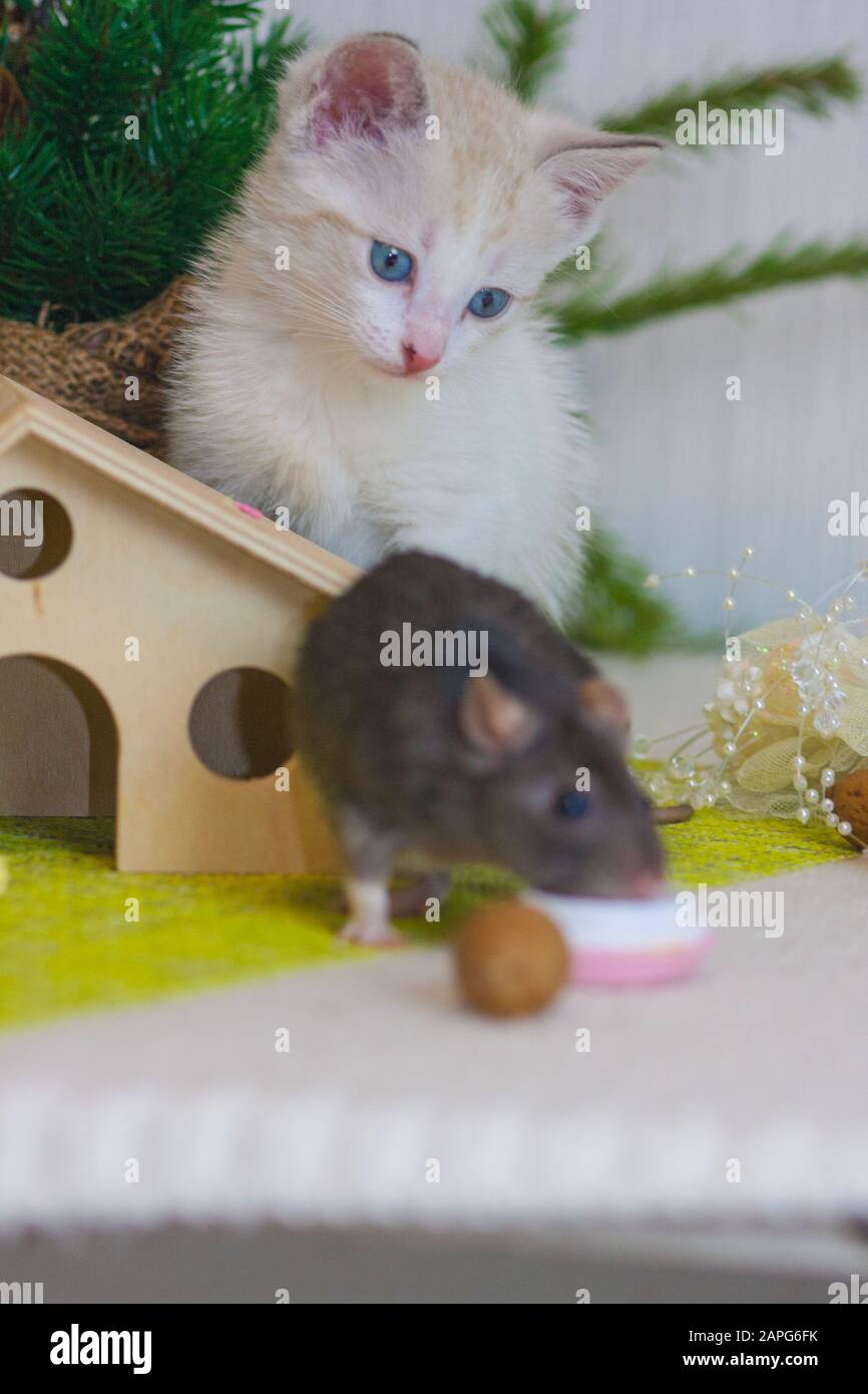 The mouse is gray and the cat is white. The rat is eating tasty cookies ...
