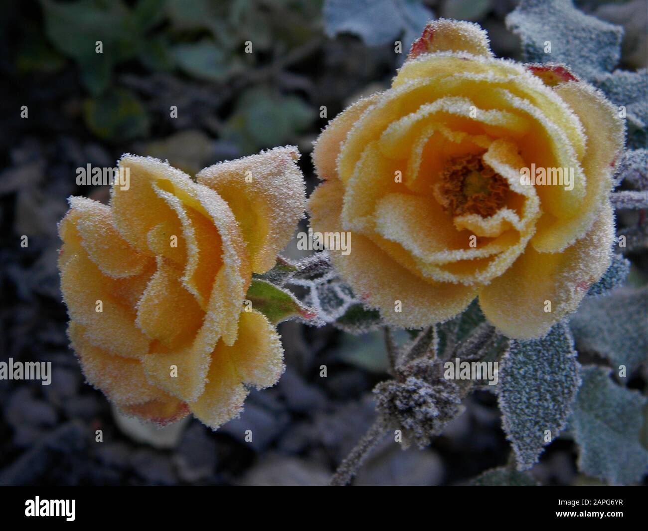 Ground cover roses hi-res stock photography and images - Alamy