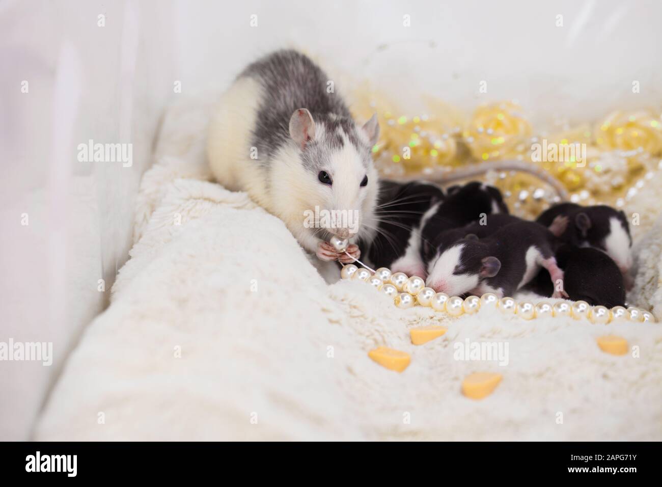 Rats family. rat nest. on white background. Pets. symbol of 2020 ...