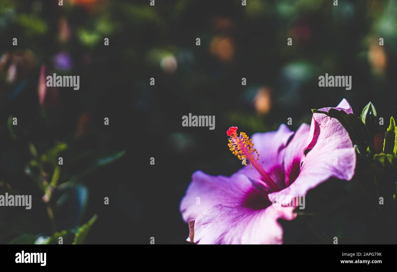 Beautiful Hibiscus flower. Hibiscus rosa-sinensis, known colloquially ...