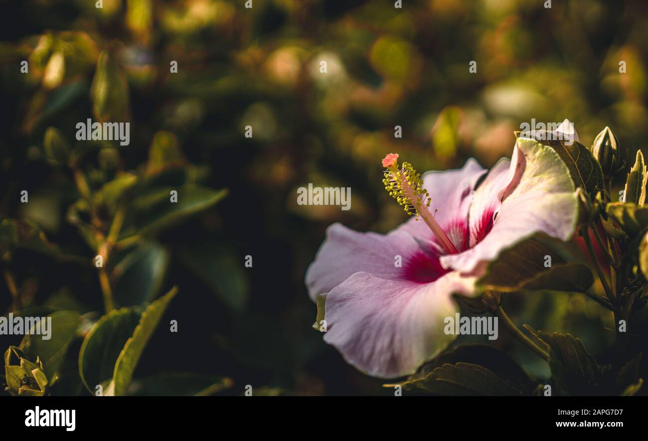 Beautiful Hibiscus flower. Hibiscus rosa-sinensis, known colloquially ...