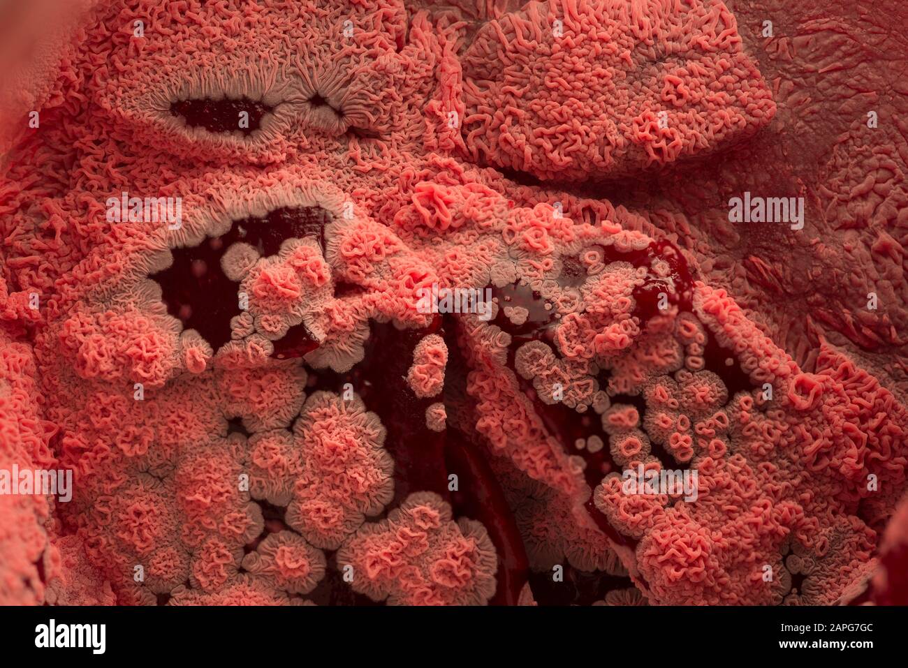 Rotten beetroot hi-res stock photography and images - Alamy