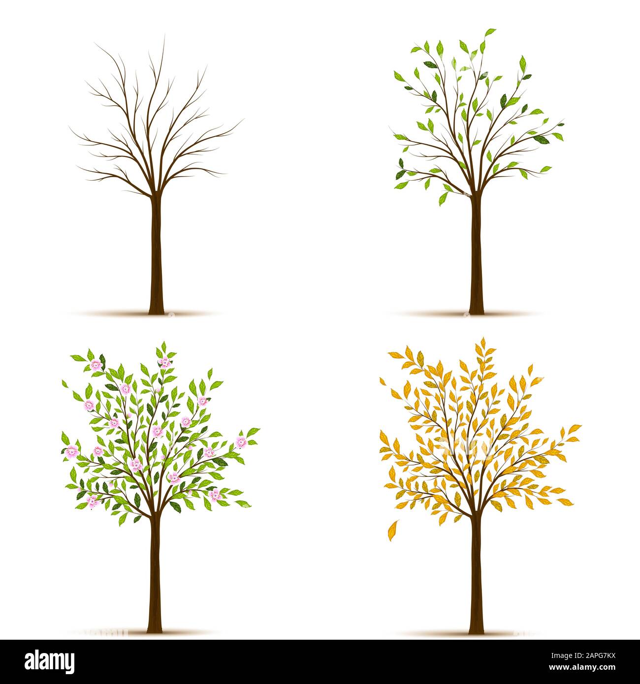 Four seasons trees vector Stock Vector Image & Art - Alamy