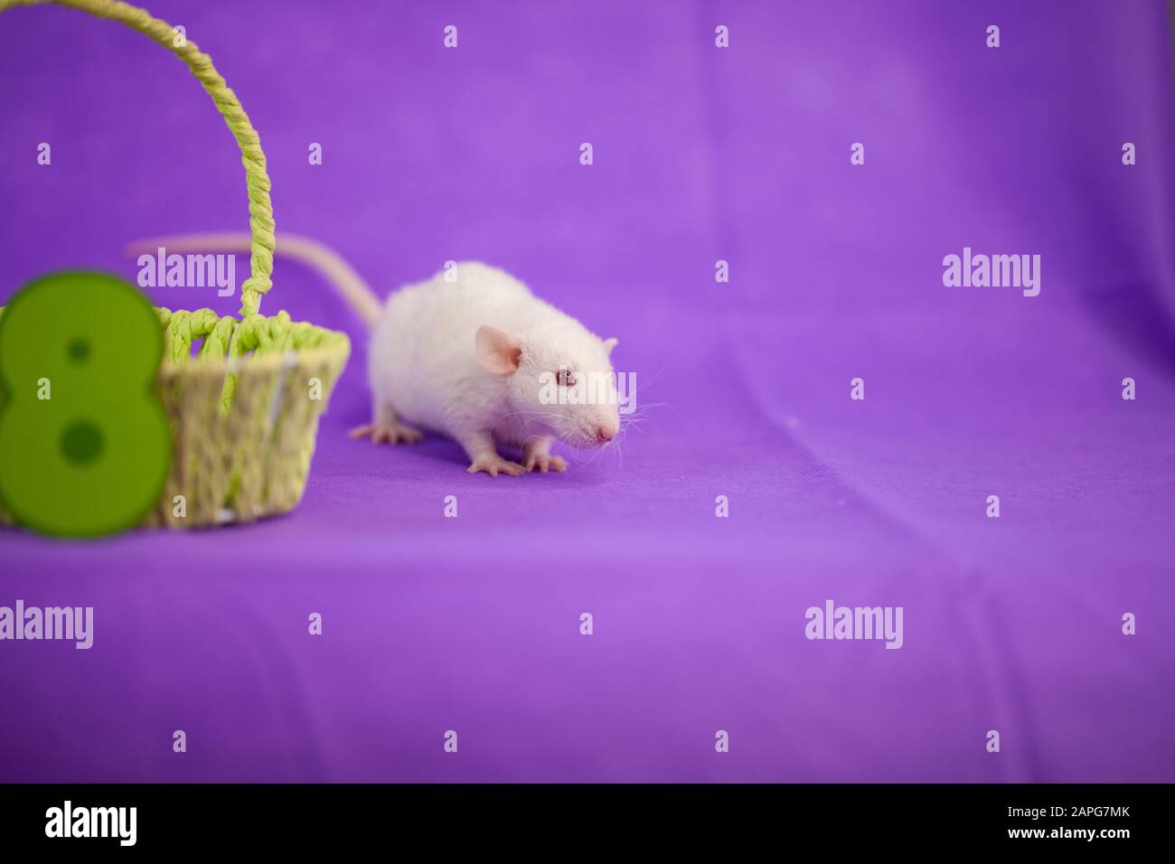 White rats on a purple background. eight digit Stock Photo - Alamy