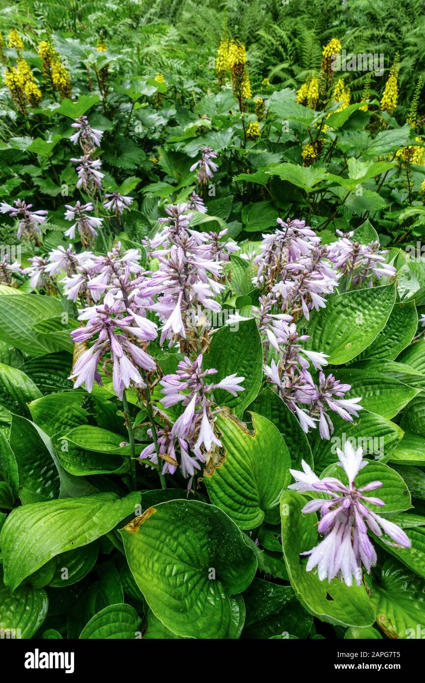 Flowers hostas hi-res stock photography and images - Alamy