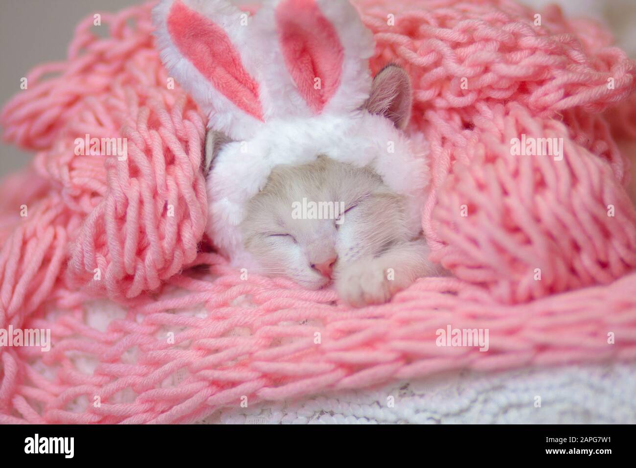 Cute cat in pink fabric sleeps in pink hare ears on a white background ...