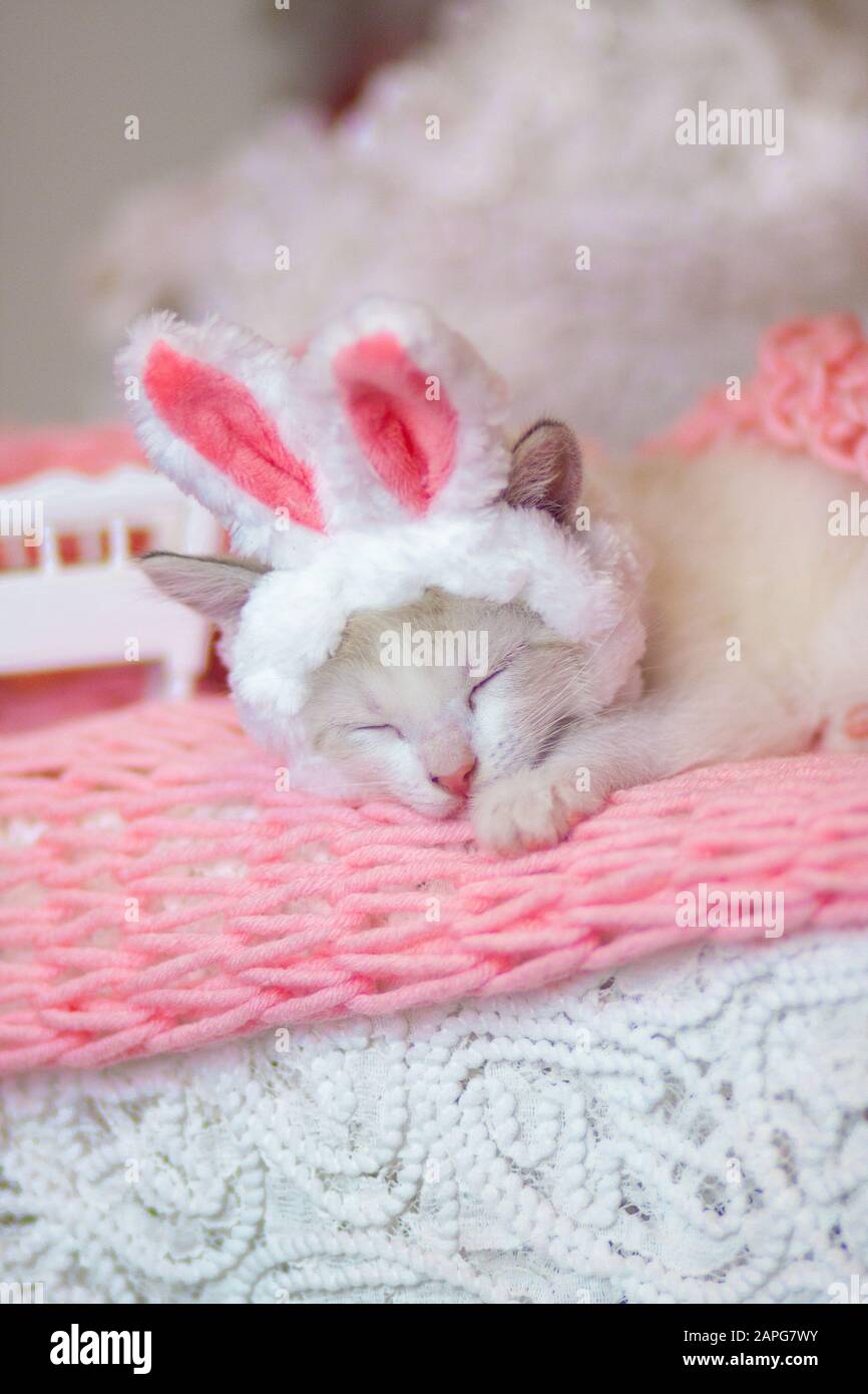 Cute cat in pink fabric sleeps in pink hare ears on a white background ...