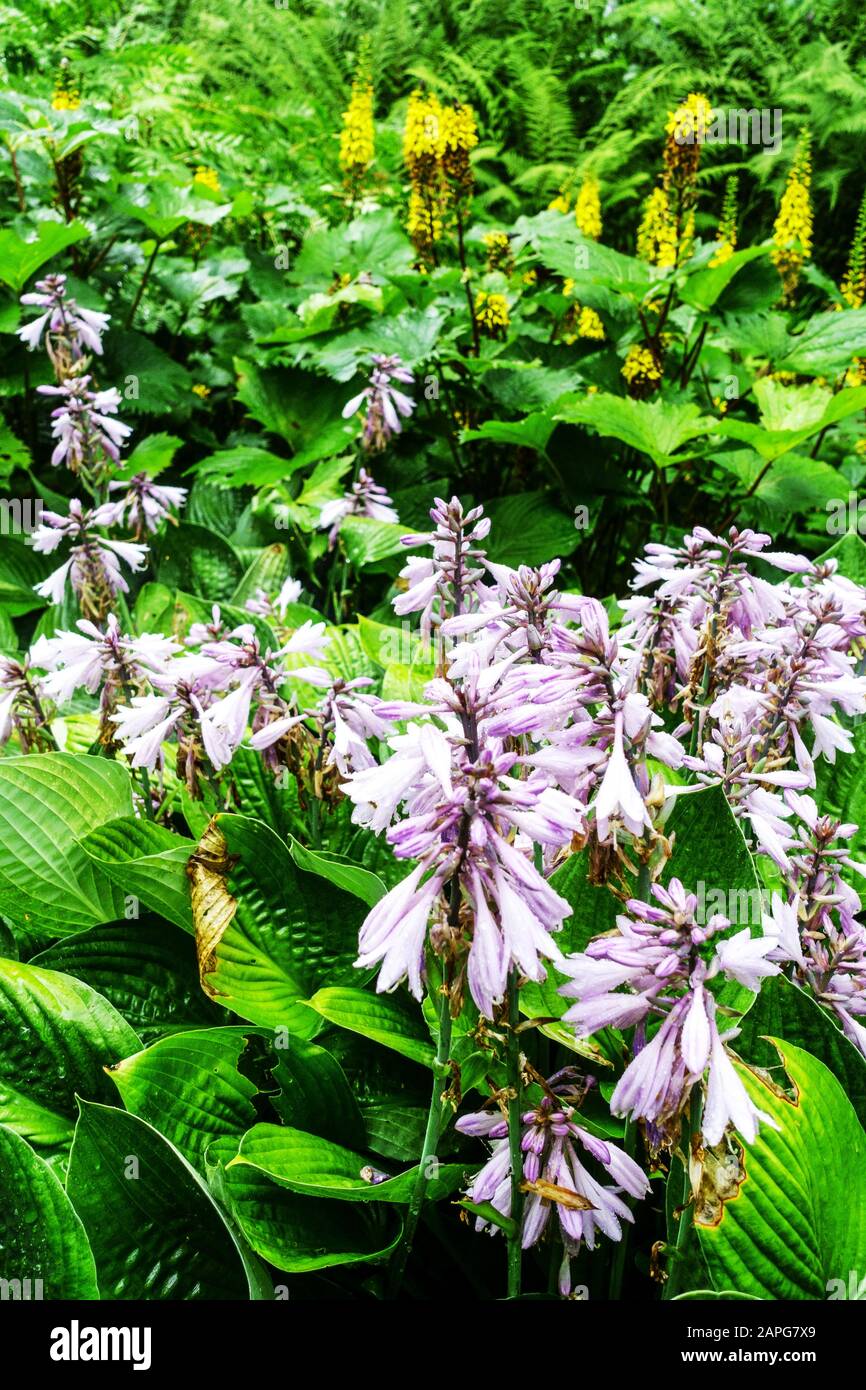 Flowers hostas hi-res stock photography and images - Alamy
