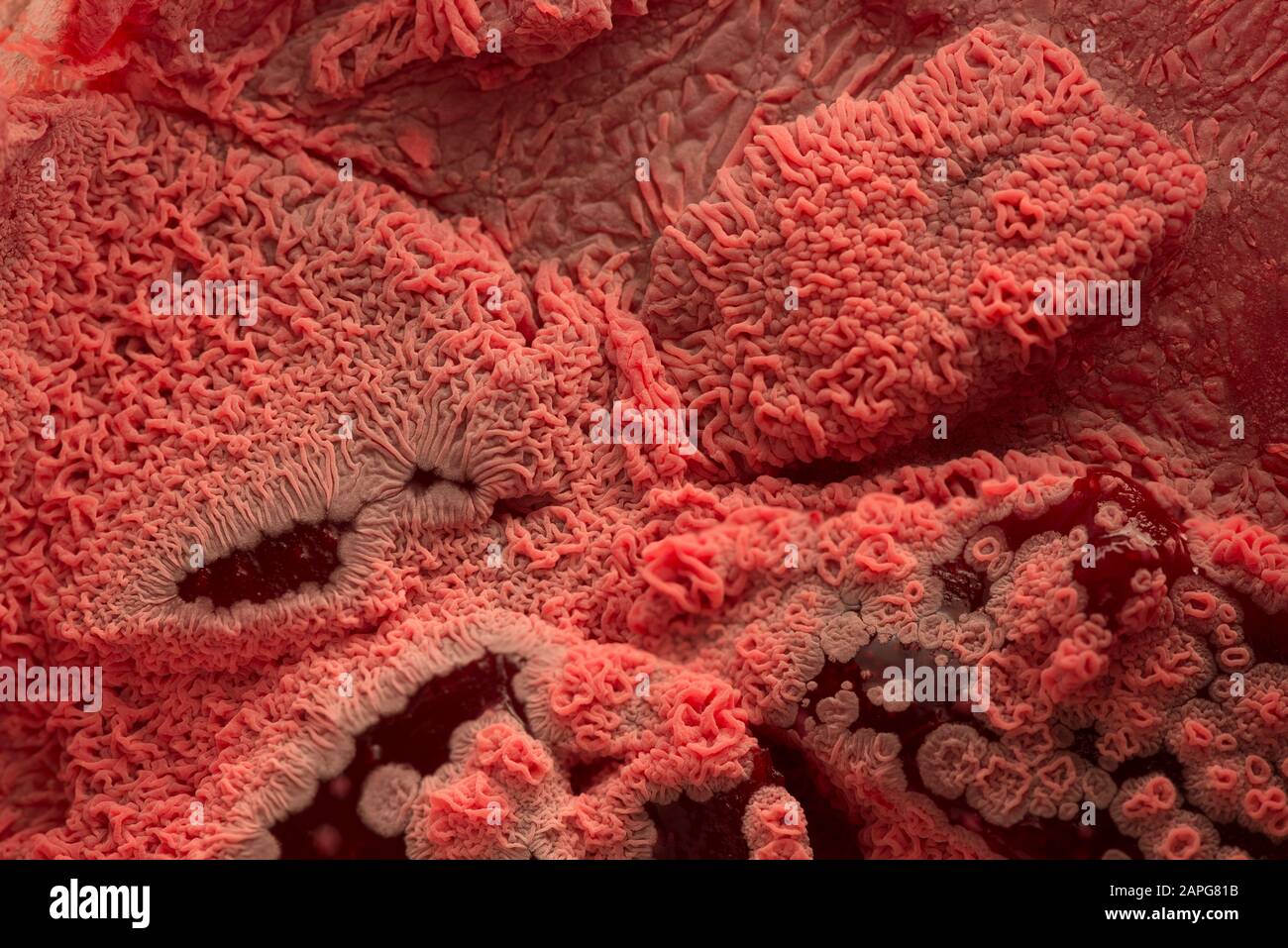 Rotten beetroot hi-res stock photography and images - Alamy