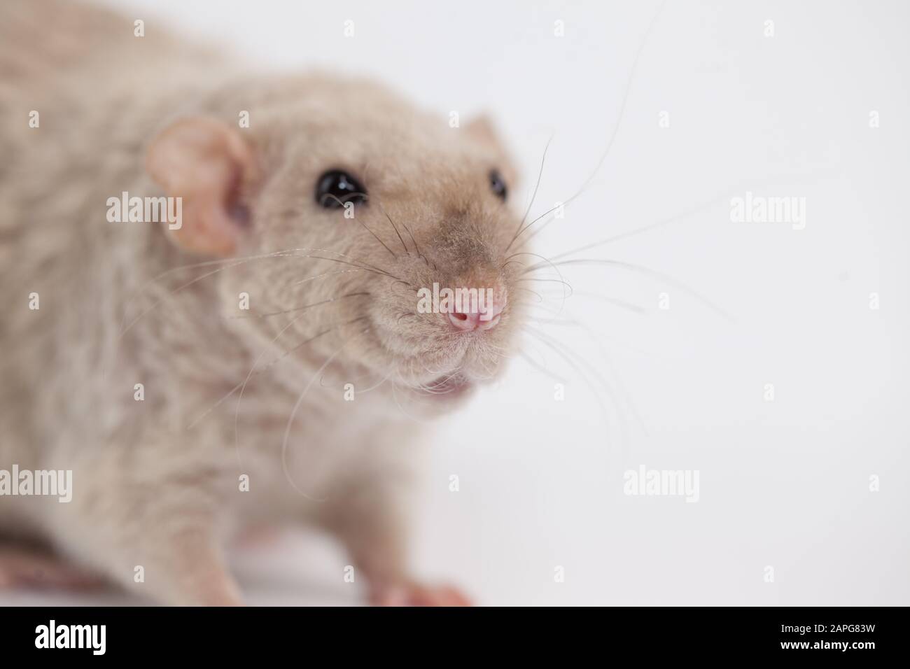 Beige fluffy rat on a white background. symbol of chinese new year ...